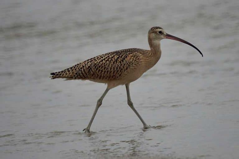 19 Birds With BIG Beaks (Interesting Facts & Pictures) - Bird Feeder Hub