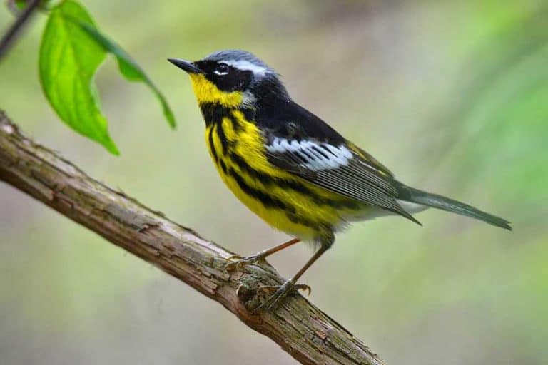 18 Birds That Start With M (Pictures & Facts) - Bird Feeder Hub