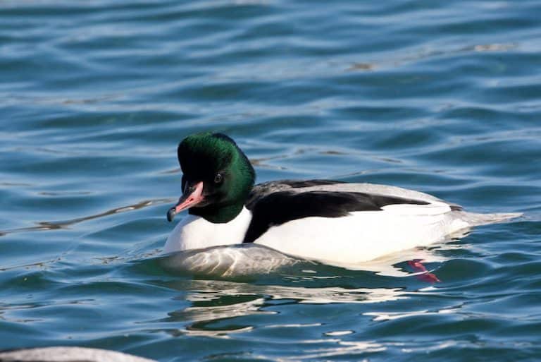 16 Birds With Red Beaks (Pictures and Info) - Bird Feeder Hub