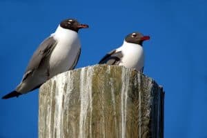 13 Marsh Birds (Facts & Photos) - Bird Feeder Hub