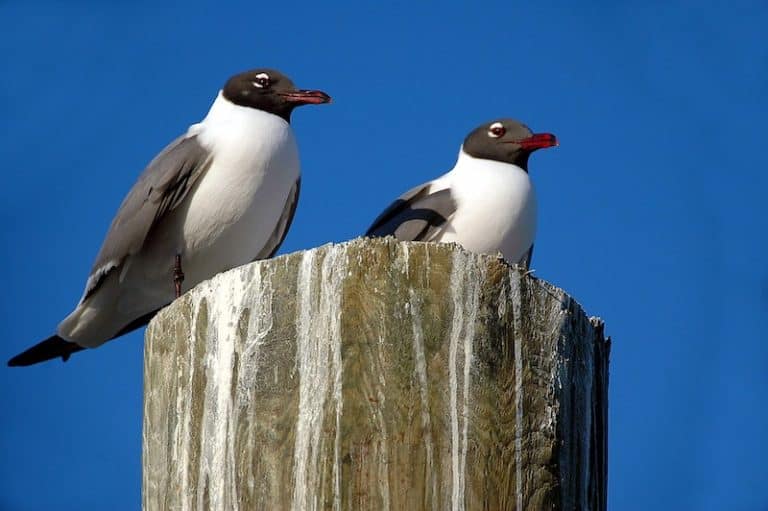 13 Marsh Birds (Facts & Photos) - Bird Feeder Hub