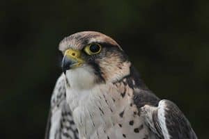 Falcons in Arizona (5 Species With Pictures) - Bird Feeder Hub