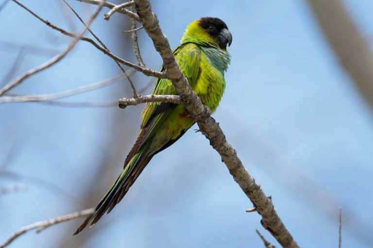 Parrots in Florida (17 Species With Pictures) - Bird Feeder Hub