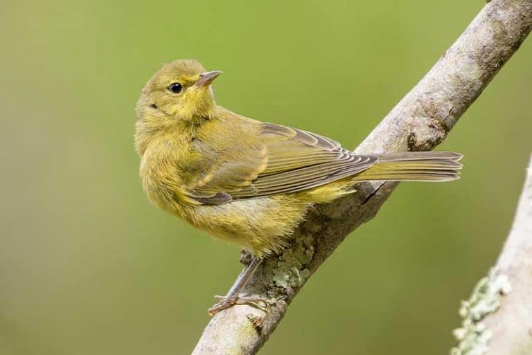 13 Birds With Yellow Heads (with Photos) - Bird Feeder Hub