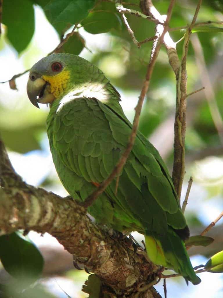 Parrots in Florida (17 Species With Pictures) - Bird Feeder Hub