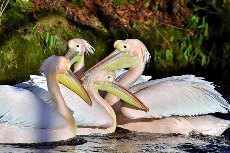19 Birds With Big Beaks (Pictures and Info) - Bird Feeder Hub