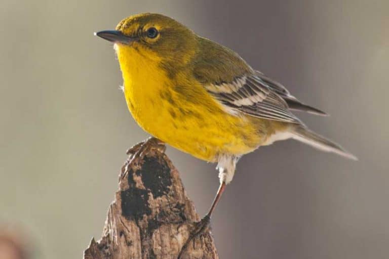 13 Birds With Yellow Heads (with Photos) - Bird Feeder Hub