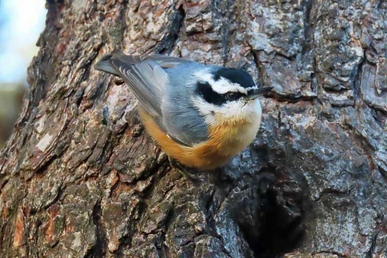 25 Backyard Birds in Nevada (Pictures & Facts) - Bird Feeder Hub
