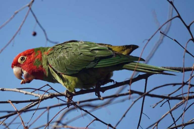 Parrots in Florida (17 Species With Pictures) - Bird Feeder Hub