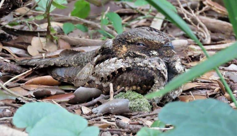 13 Examples of Ground Nesting Birds (With Pictures) - Bird Feeder Hub