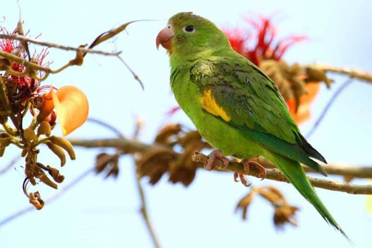 Parrots in Florida (17 Species With Pictures) - Bird Feeder Hub