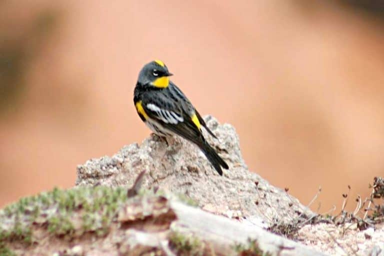 12 Birds With Short Beaks (with Photos) - Bird Feeder Hub