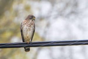 The 9 Species of Hawks in Missouri (Pictures) - Bird Feeder Hub