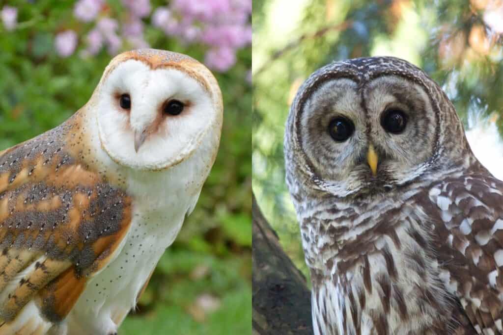 Barn vs Barred Owl (Key Differences) - Bird Feeder Hub