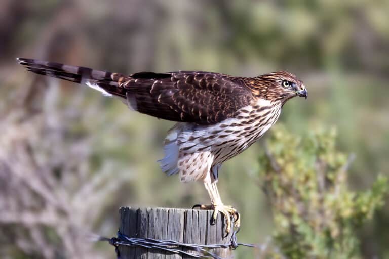 The 10 Hawks in Kansas (With Pictures) - Bird Feeder Hub