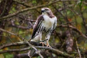 8 Types of Hawks in Maryland (with Photos) - Bird Feeder Hub