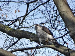 8 Types of Hawks in Maryland (with Photos) - Bird Feeder Hub
