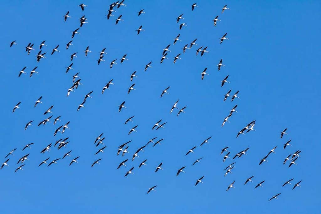 When Do Birds Migrate? (Examples) - Bird Feeder Hub
