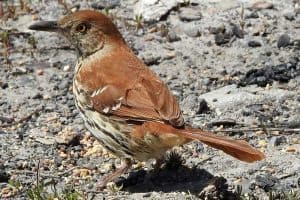 20 Types of Brown Birds (with Photos) - Bird Feeder Hub