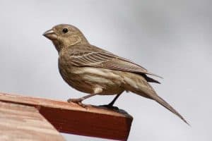 26 Backyard Birds In Minnesota (with Pictures) - Bird Feeder Hub