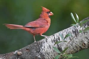 25 Backyard Birds in North Carolina (Pictures) - Bird Feeder Hub
