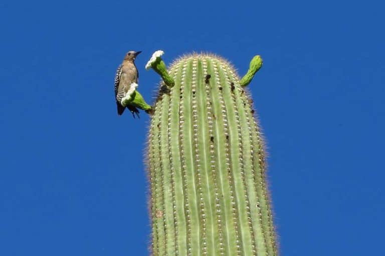 13 Amazing Cactus Loving Birds (Pictures) - Bird Feeder Hub