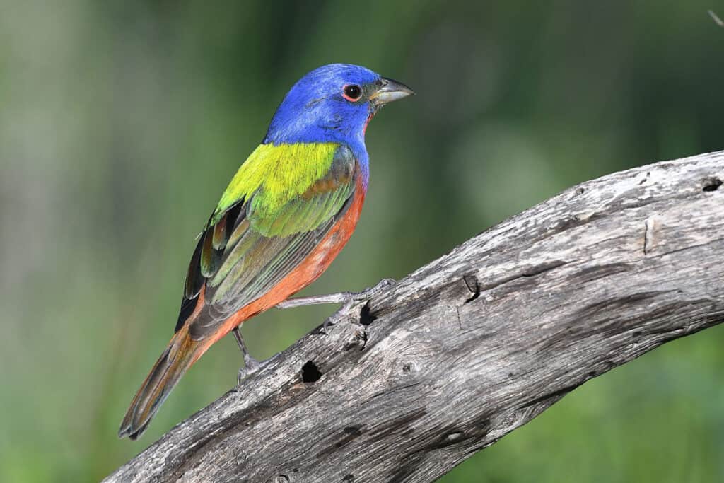 Backyard Birds in Florida (25 Species) - Bird Feeder Hub