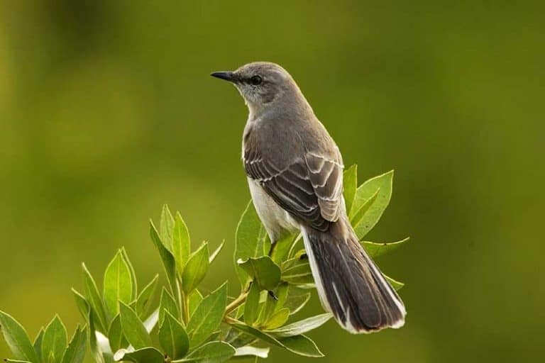 26 Backyard Birds in Alabama (Photos, Facts) - Bird Feeder Hub