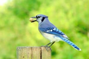 23 Fun Facts About Blue Jays - Bird Feeder Hub