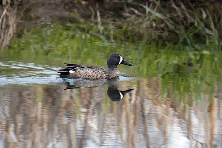 Ducks in Minnesota (17 Species With Pictures) - Bird Feeder Hub