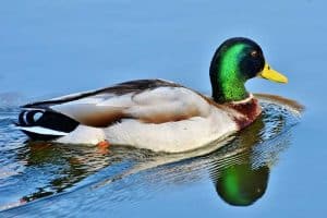 Ducks in Minnesota (17 Species With Pictures) - Bird Feeder Hub