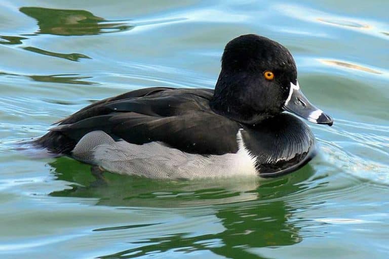 Ducks in Minnesota (17 Species With Pictures) - Bird Feeder Hub