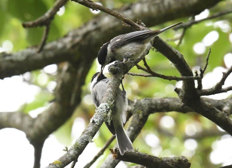 What Do Baby Chickadees Eat? - Bird Feeder Hub