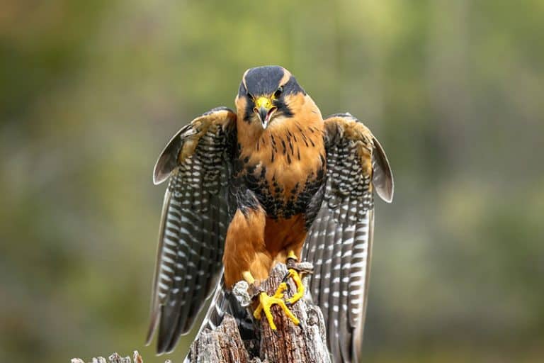 6 Species of Falcons in Texas (Pictures) - Bird Feeder Hub