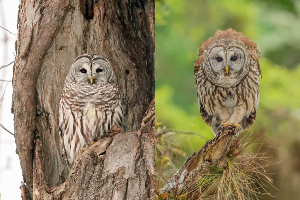 30 Quick Facts About Barred Owls - Bird Feeder Hub