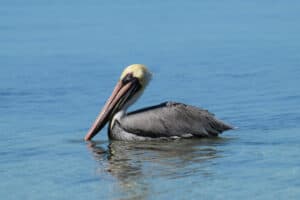 10 Types of Birds That Swim Underwater (With Pictures) - Bird Feeder Hub