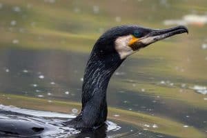 10 Types of Birds That Swim Underwater (With Pictures) - Bird Feeder Hub