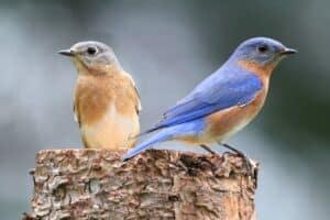 20 Awesome Facts About Eastern Bluebirds - Bird Feeder Hub