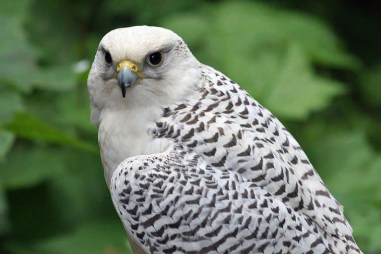 16 Birds That Start With G (Pictures & Info) - Bird Feeder Hub