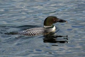 10 Types of Birds That Swim Underwater (With Pictures) - Bird Feeder Hub
