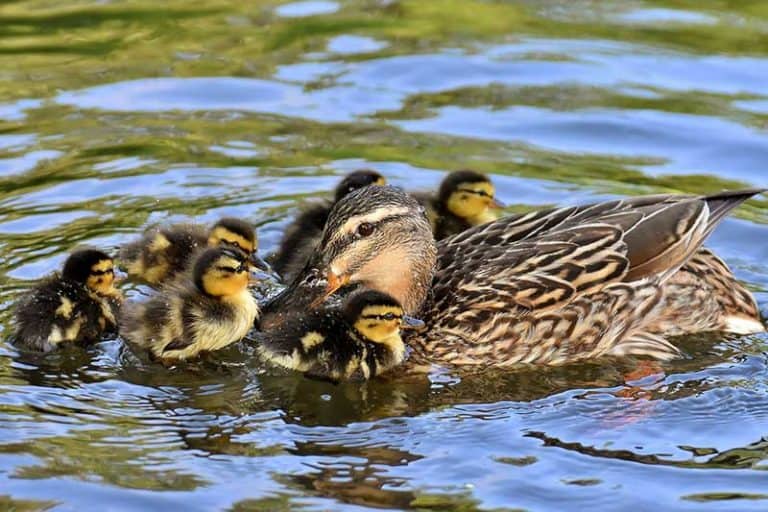 10 Types of Birds That Swim Underwater (With Pictures) - Bird Feeder Hub