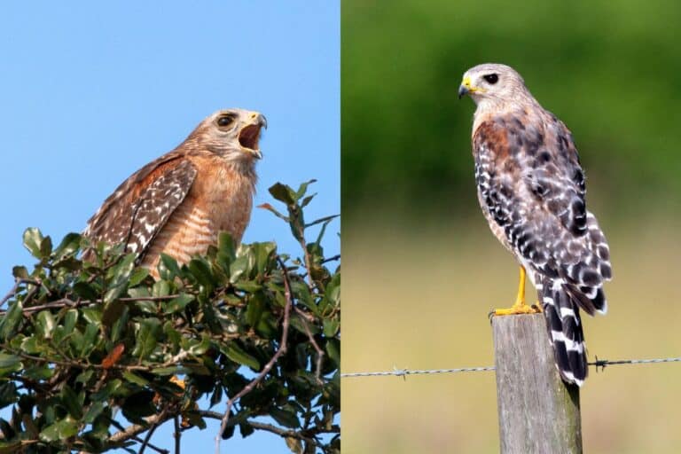 Facts About Red-shouldered Hawks - Bird Feeder Hub