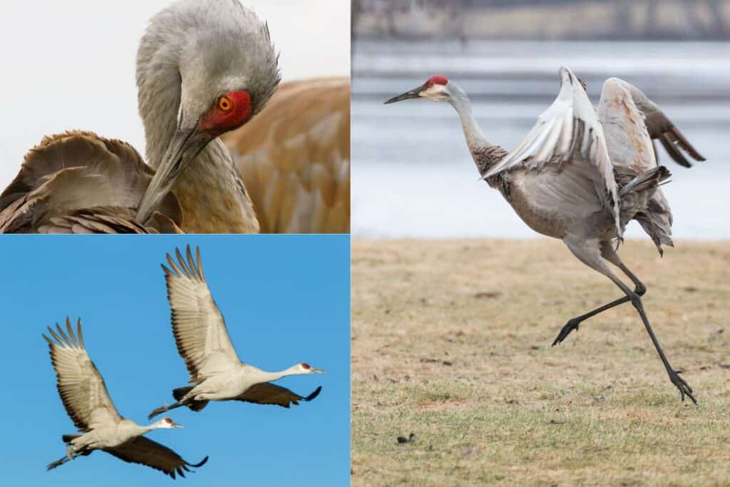 Sandhill Cranes (Facts, Info, Pictures) - Bird Feeder Hub