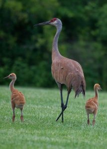 Sandhill Cranes (Facts, Info, Pictures) - Bird Feeder Hub