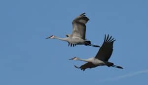 How High Can Birds Fly? (Examples) - Bird Feeder Hub