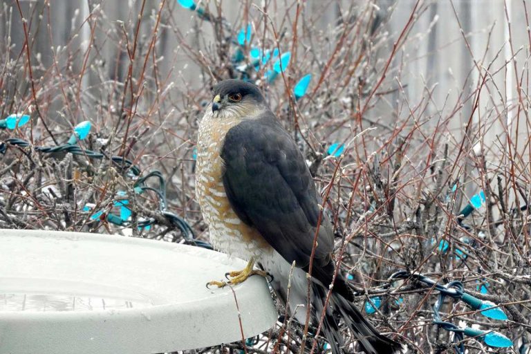 15 Cool Facts About Sharp-shinned Hawks - Bird Feeder Hub