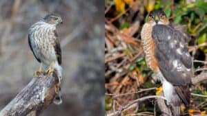 15 Interesting Facts About Sharp-shinned Hawks - Bird Feeder Hub