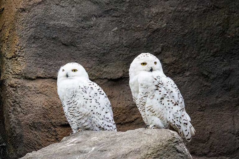 31 Quick Facts About Snowy Owls - Bird Feeder Hub