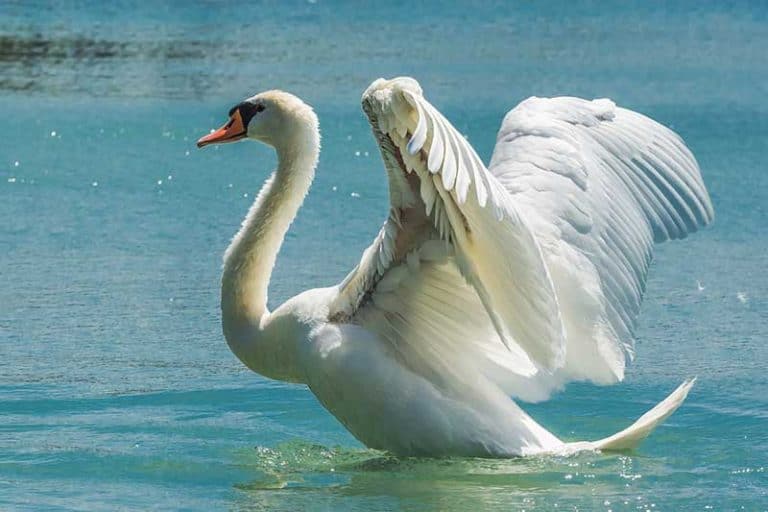 15 Types of White Birds (with Photos) - Bird Feeder Hub