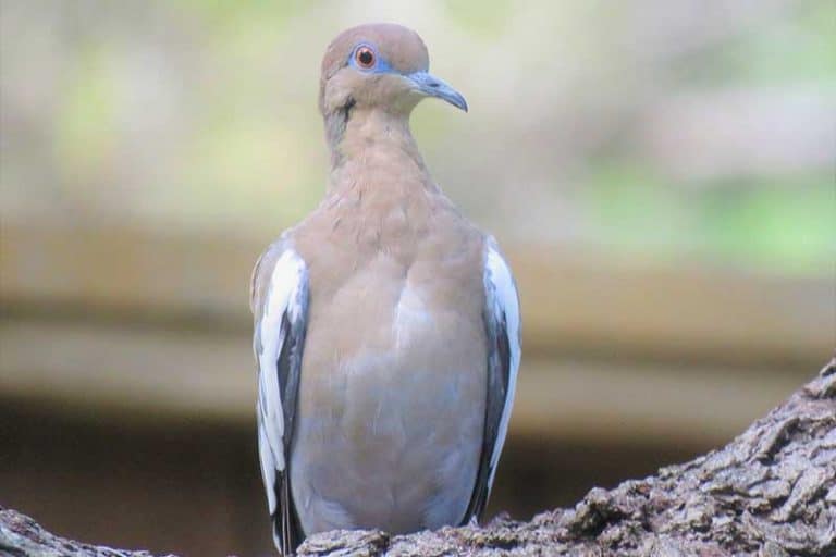 Learn About These 28 Arizona Backyard Birds - Bird Feeder Hub